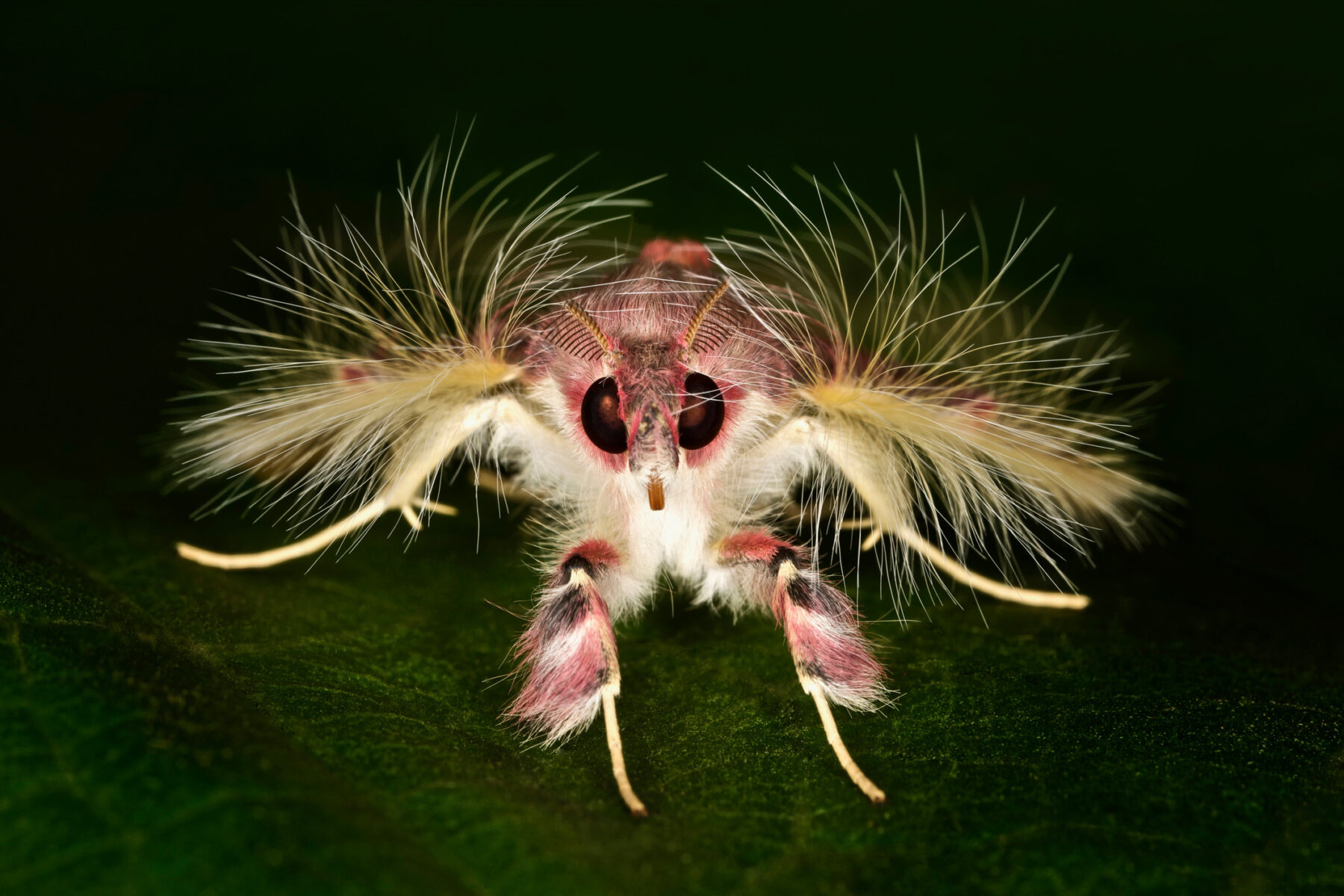 MOTH: Pushing the Boundaries of Legal Imagination – César Rodríguez ...