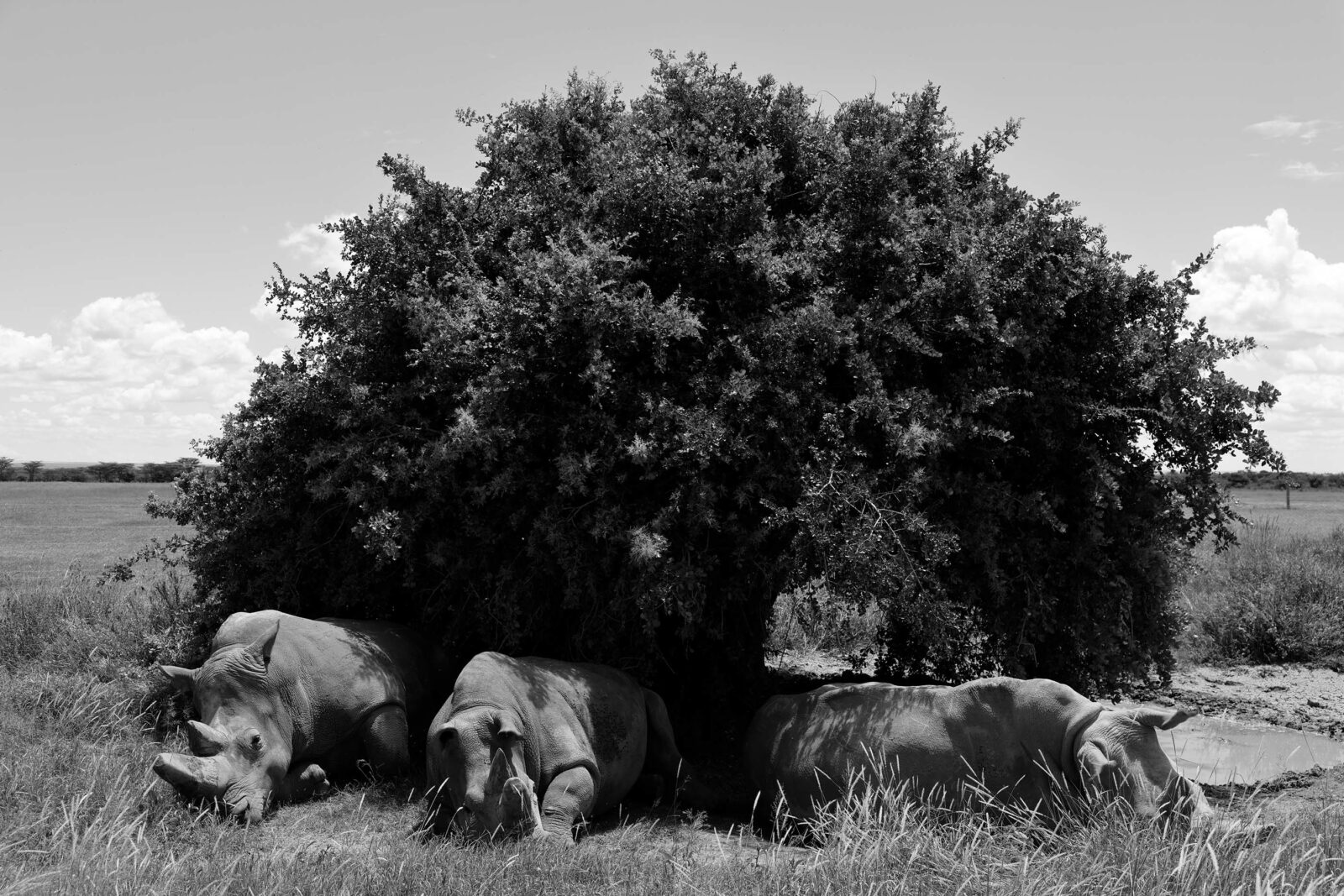 Najin and Fatu – by Paolo Pellegrin