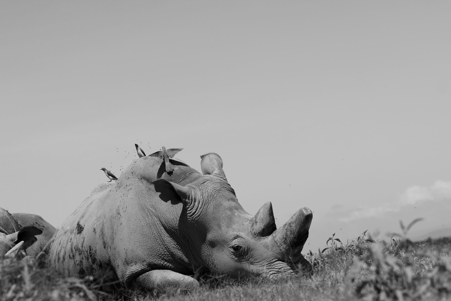 Najin and Fatu – by Paolo Pellegrin