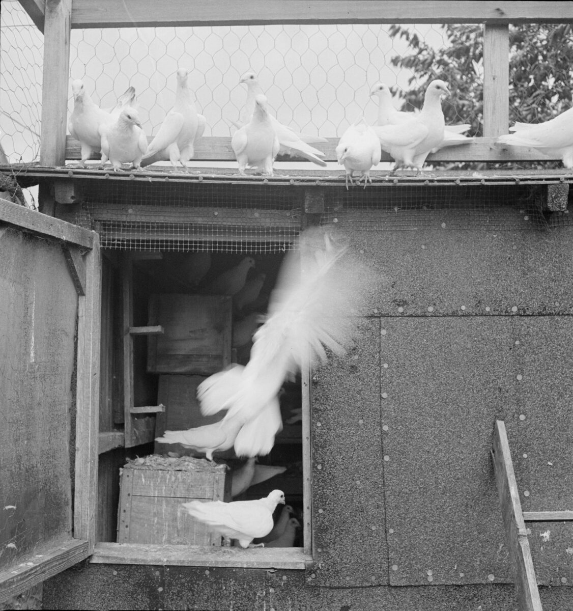 When the Prince of Heaven Sleeps – Roger Reeves