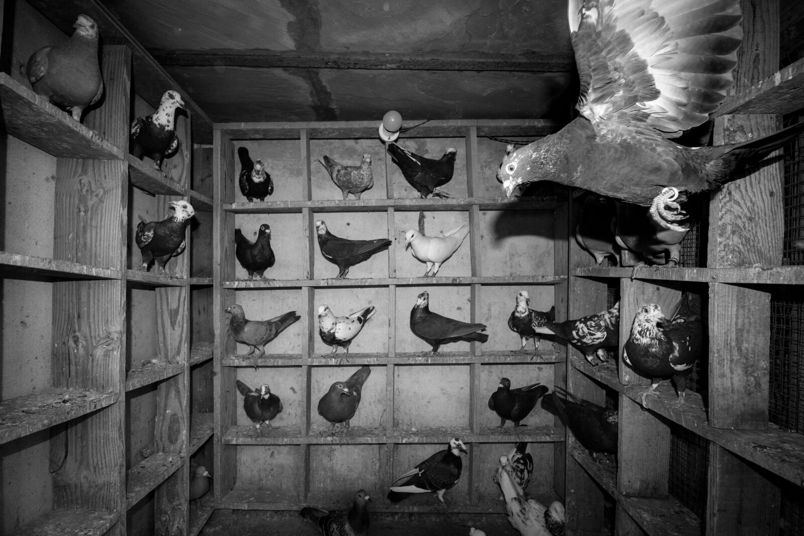 The Birdman of Old Delhi – Nachiket Sharma
