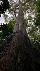 Breathing with the Forest – by Marshmallow Laser Feast