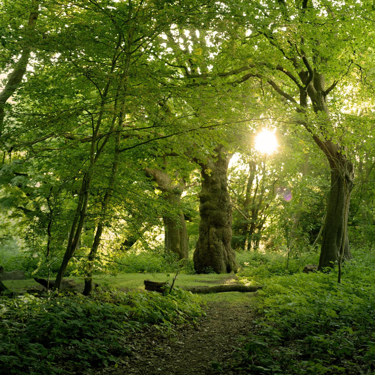 Emergence Magazine Podcast