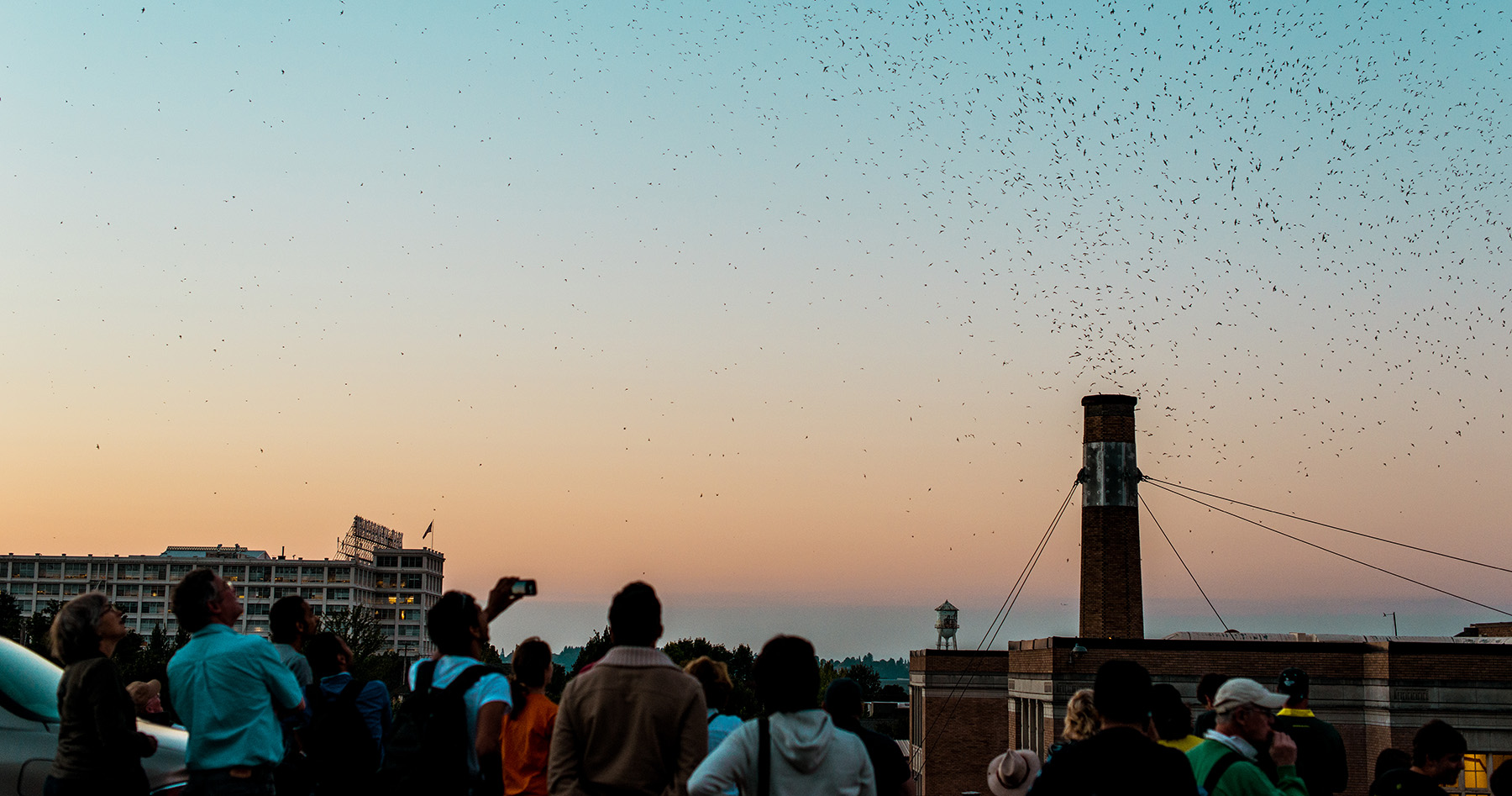 There Is No Show More Beautiful Than This – Tove Danovich