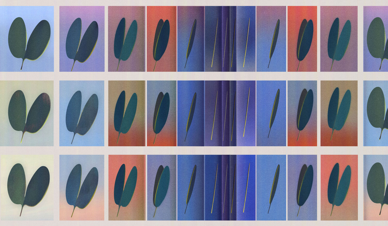 Wild Clocks – David Farrier