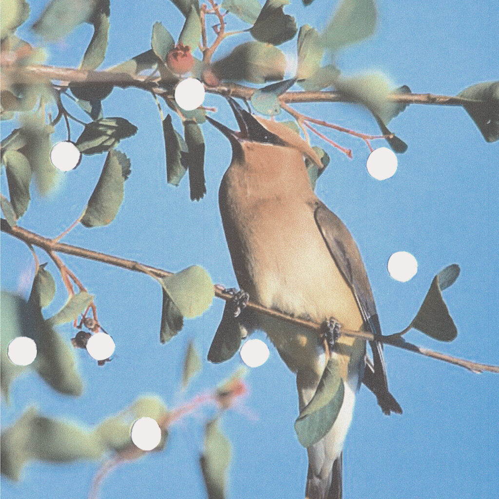 Emergence Magazine Podcast