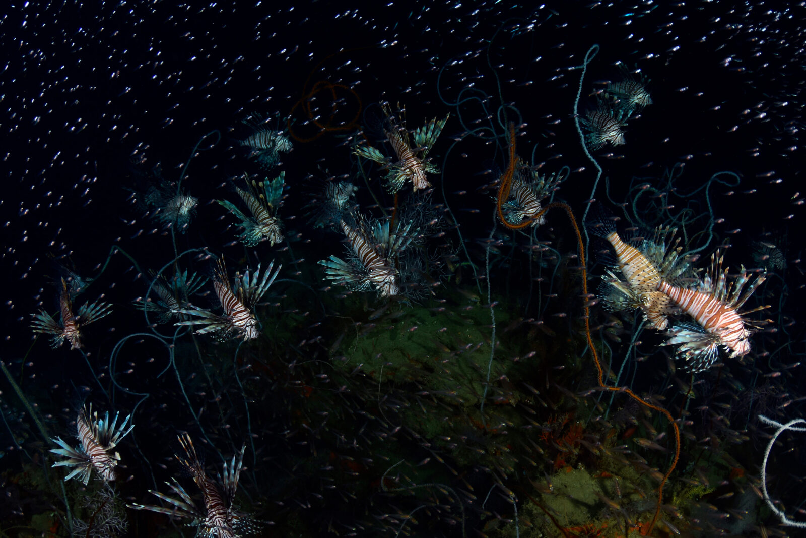 Here Come the Lionfish – James Bridle