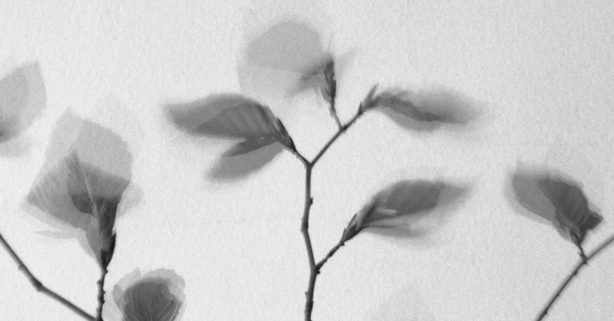 Memory of Winter – Zoë Schlanger